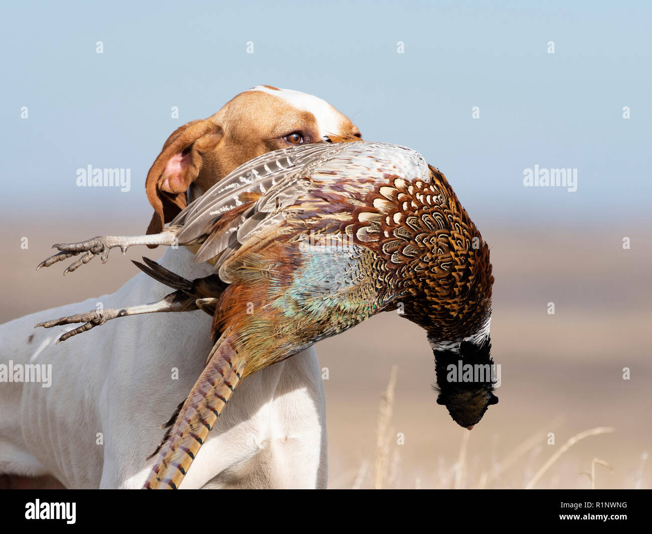 English pointer pheasant hi-res stock photography and images - Alamy
