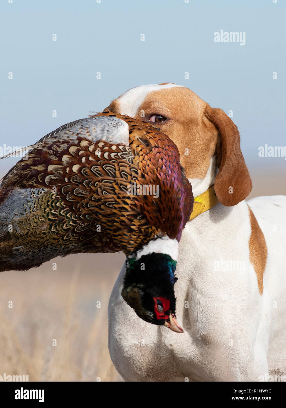 English pointer pheasant hi-res stock photography and images - Alamy