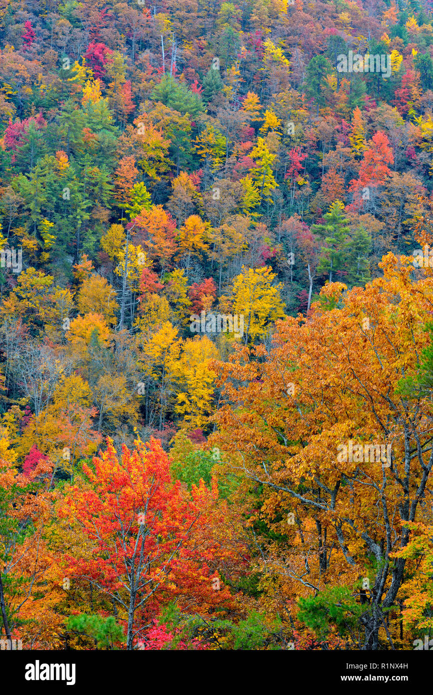 Autumn foliage in the hardwood forest near the Foothills Parkway, Great ...