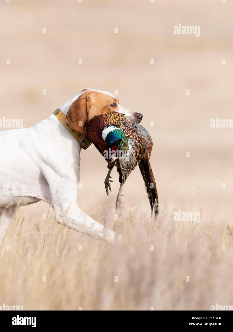English pointer pheasant hi-res stock photography and images - Alamy