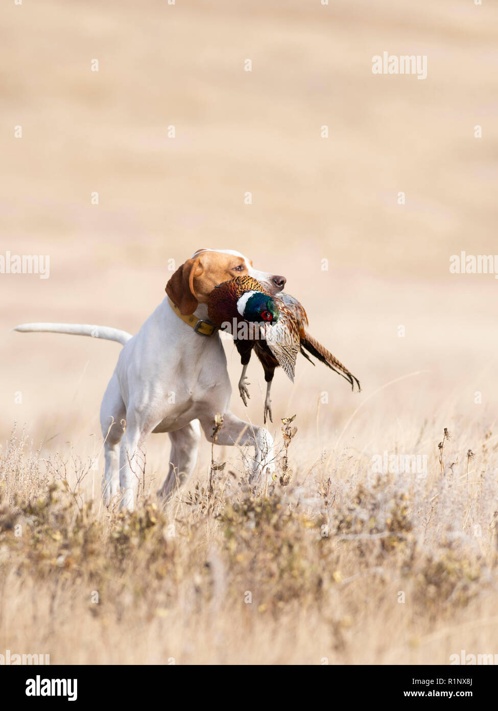 English pointer pheasant hi-res stock photography and images - Alamy