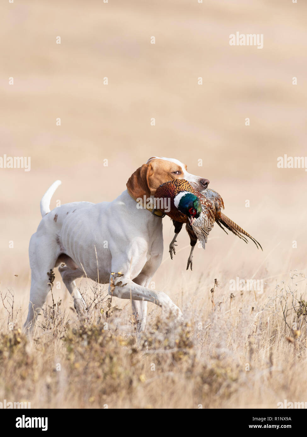 An English Pointer with a Rooster Pheasant in South Dakota Stock Photo ...