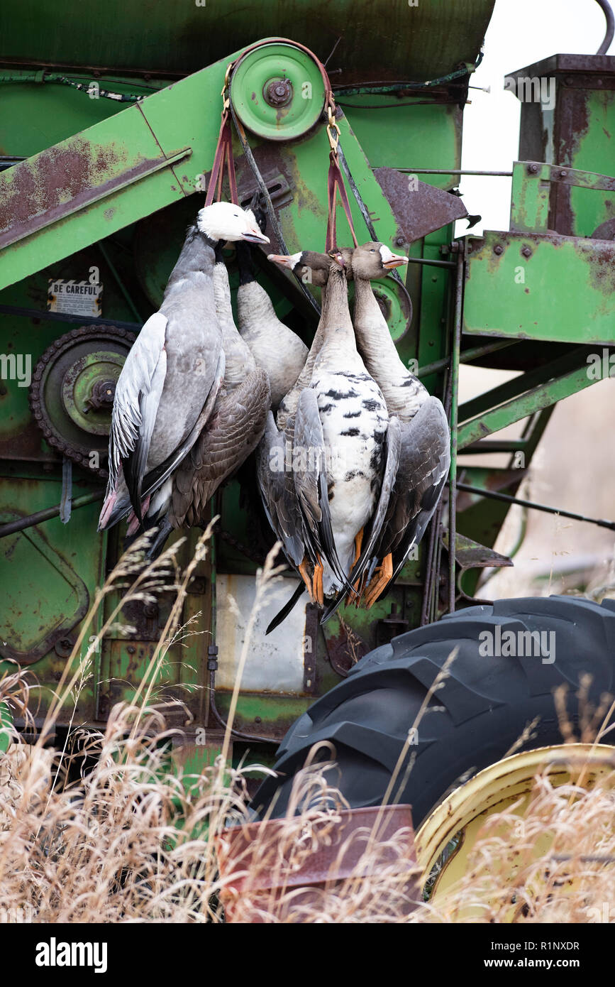 Dead canada geese hi-res stock photography and images - Alamy