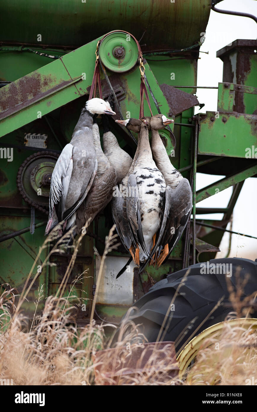 Harvested geese from a goose hunt in North Dakota Stock Photo - Alamy