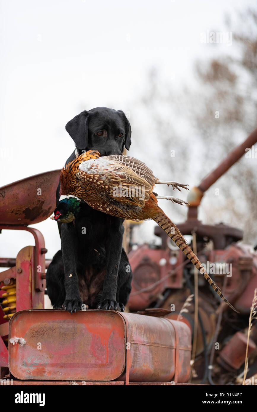 A Black Lab with a rooster pheasant in South Dakota on an October day ...