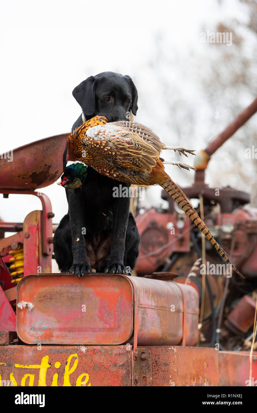 A Black Lab with a rooster pheasant in South Dakota on an October day ...