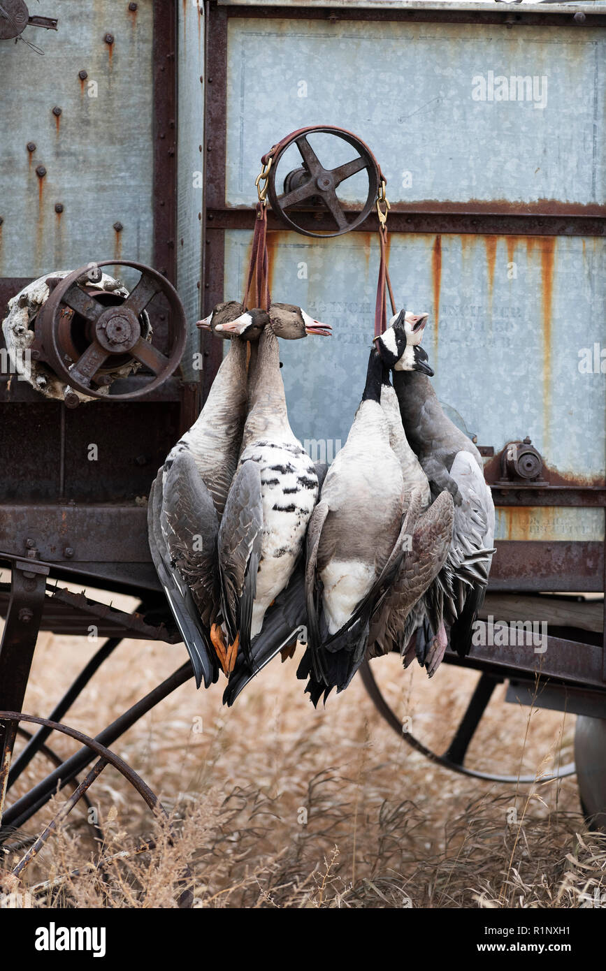 Dead canada geese hi-res stock photography and images - Alamy