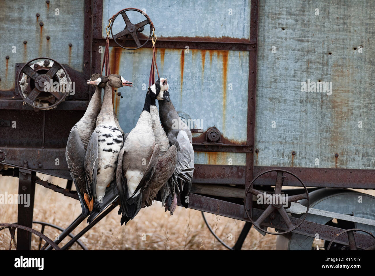 Dead canada geese hi-res stock photography and images - Alamy