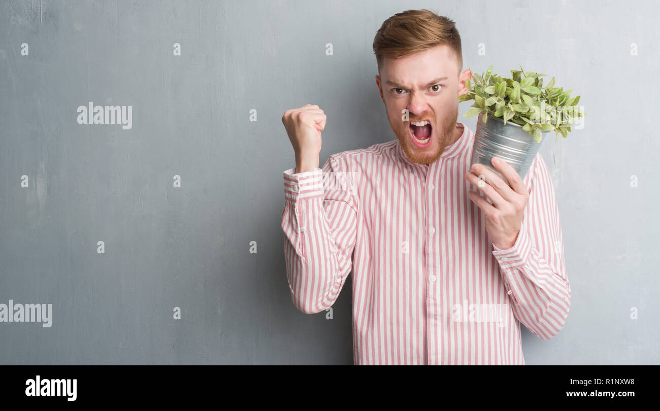 Young redhead man over grey grunge wall holding plant pot annoyed and ...