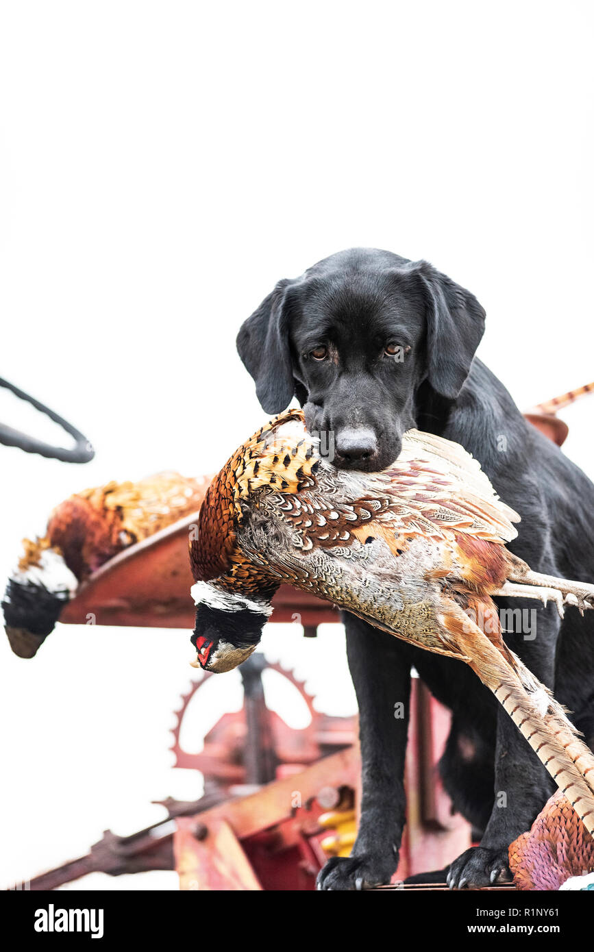 A Black Lab with a rooster pheasant in South Dakota on an October day ...