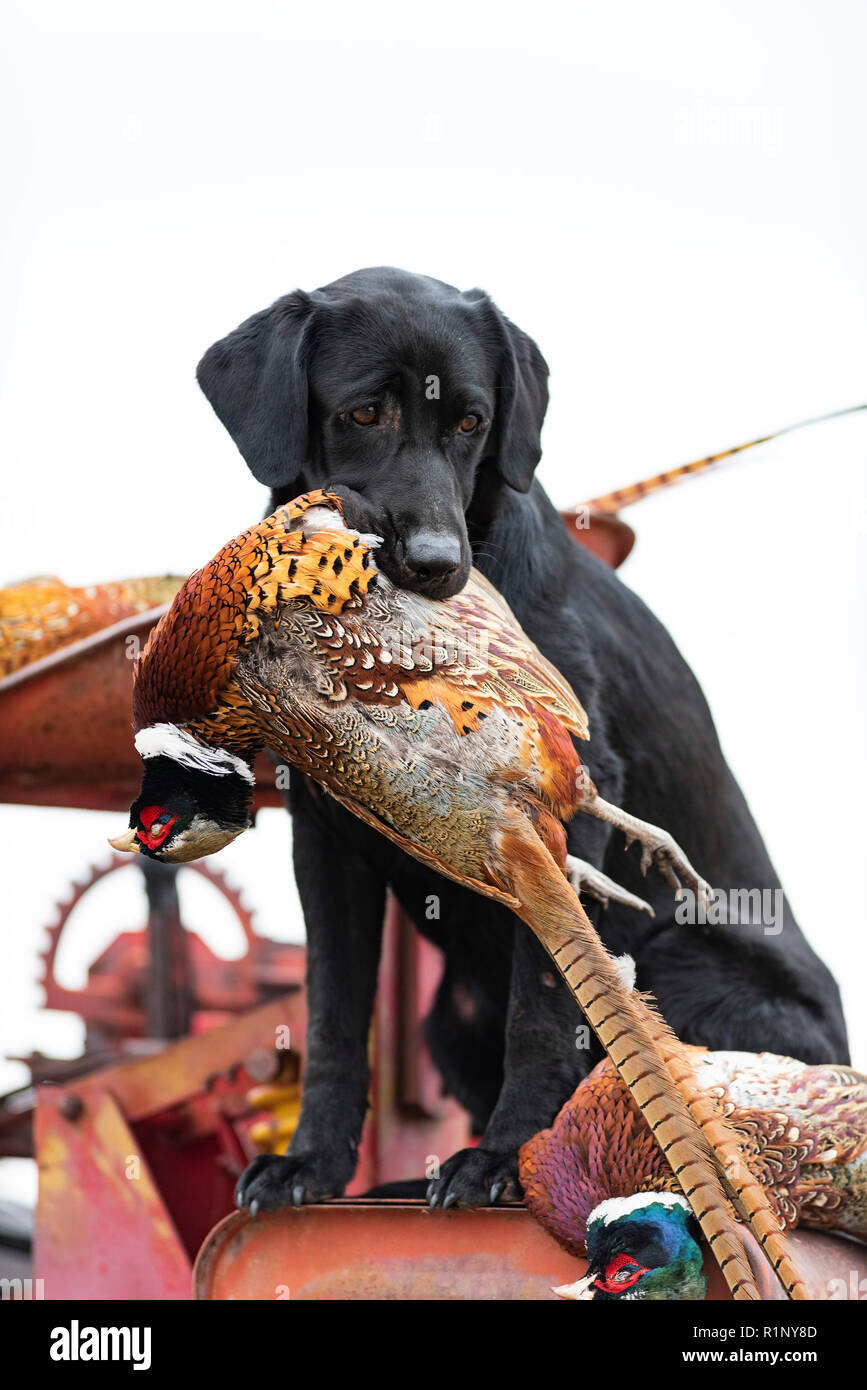 A Black Lab with a rooster pheasant in South Dakota on an October day ...