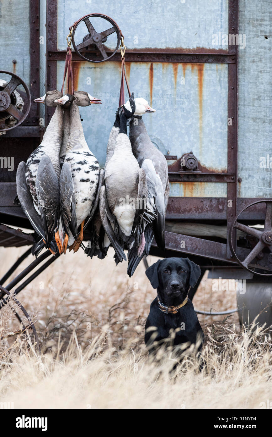 Black Lab with geese in North Dakota Stock Photo - Alamy