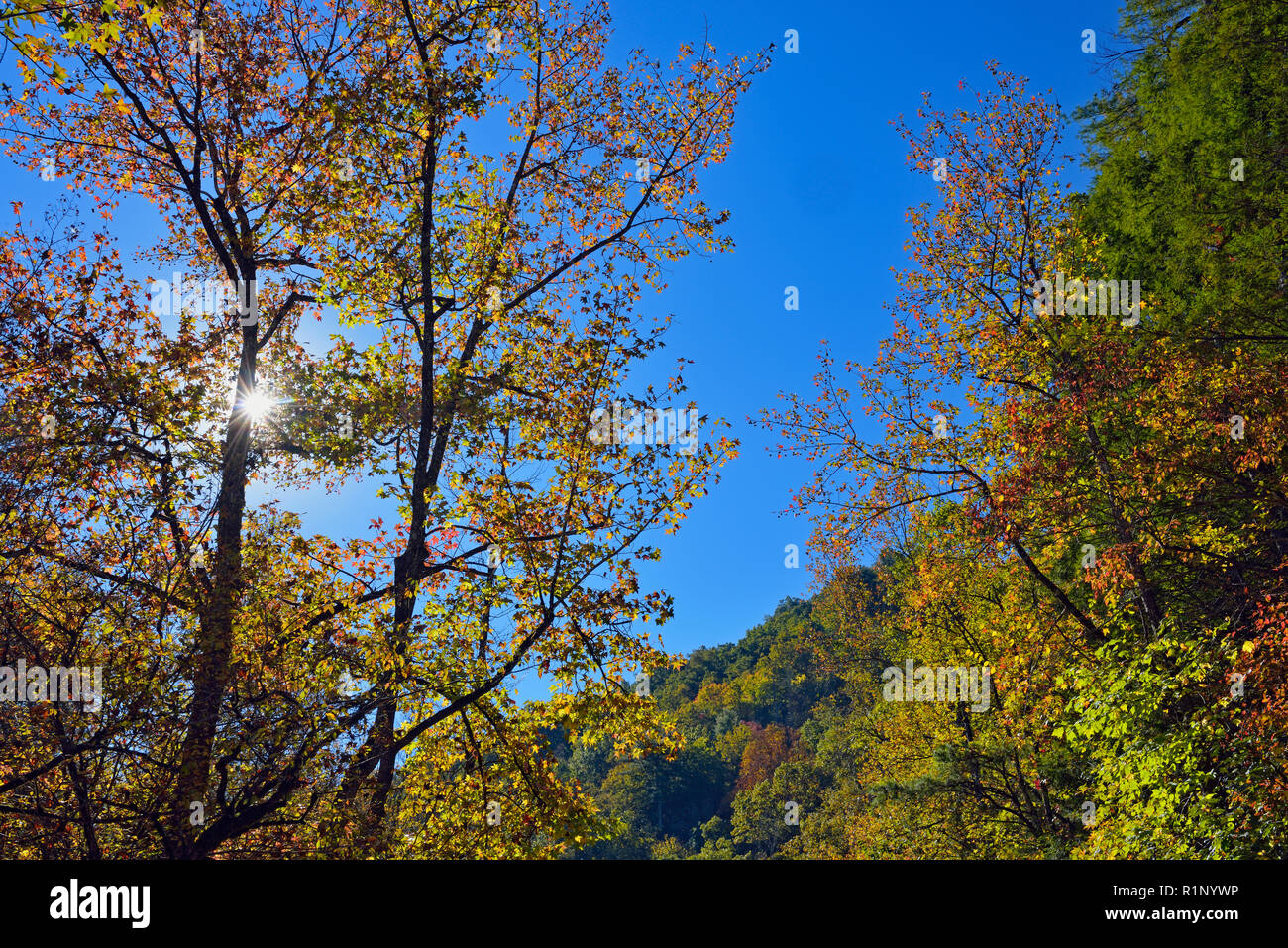 Early autumn hardwood forest at Tremont, Great Smoky Mountains National ...