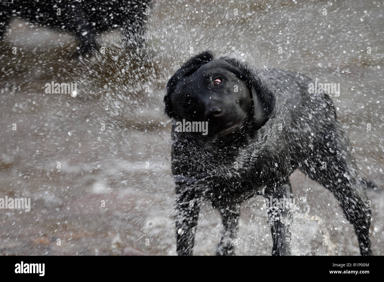 Labrador shaking off water hi-res stock photography and images - Alamy