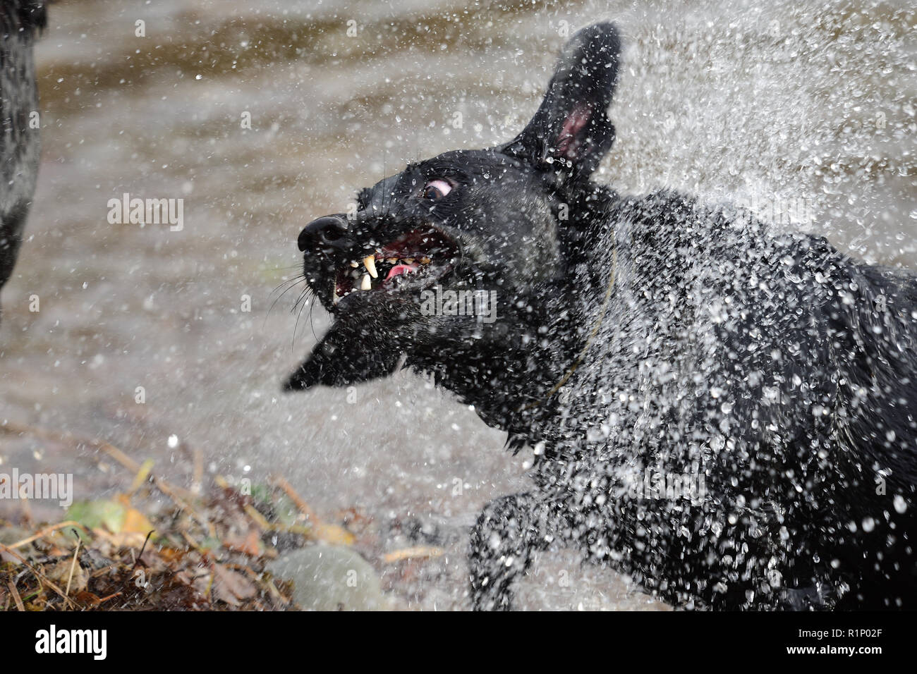 Close up of a black Labrador shaking off water Stock Photo - Alamy