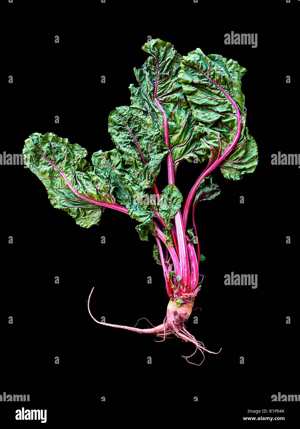 A Beet plant isolated over a black background Stock Photo - Alamy