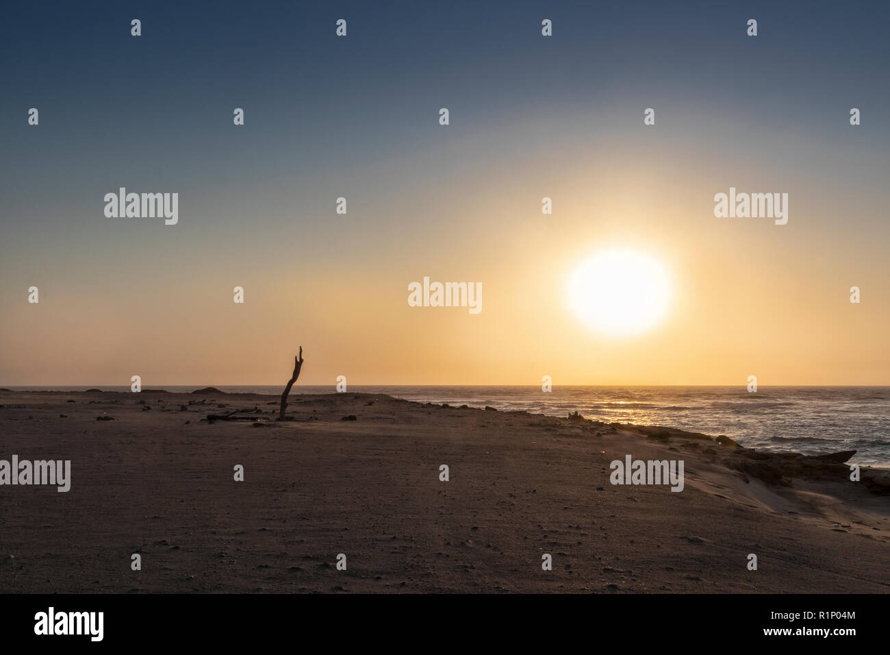 Lone tree trunk with sunset on the hillside of the Namibe wild beach ...