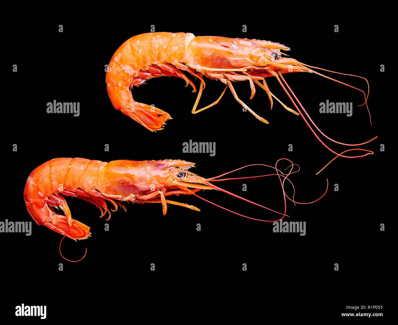 Two Shrimp isolated over a black background Stock Photo - Alamy