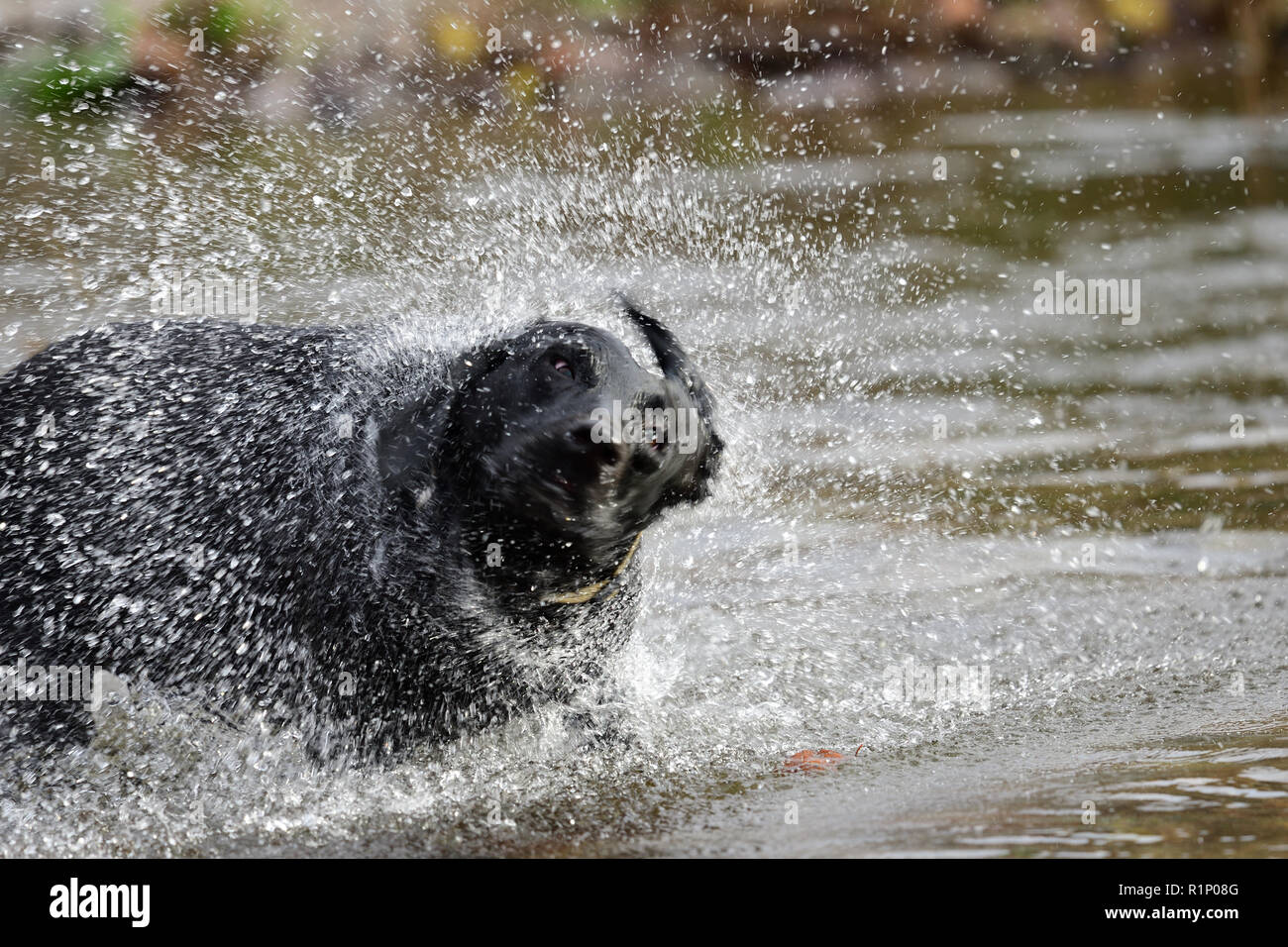 Close up of a black Labrador shaking off water Stock Photo - Alamy
