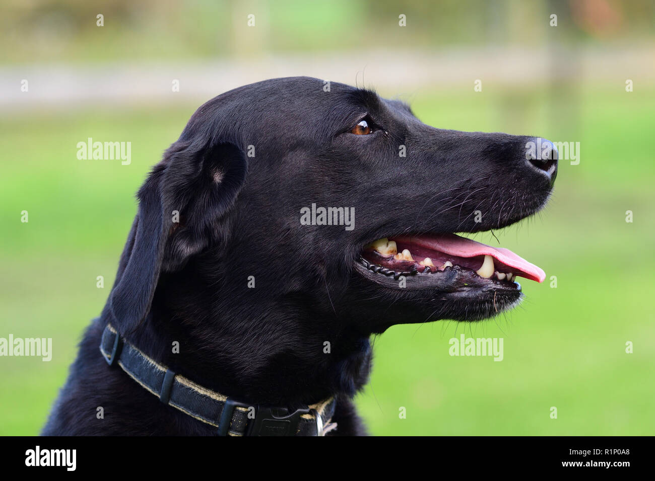 Labrador retriever black side profile hi-res stock photography and ...