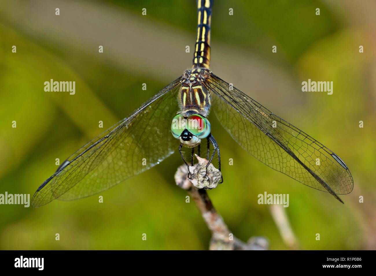 A dragonfly at rest, front view with its wings down Stock Photo - Alamy
