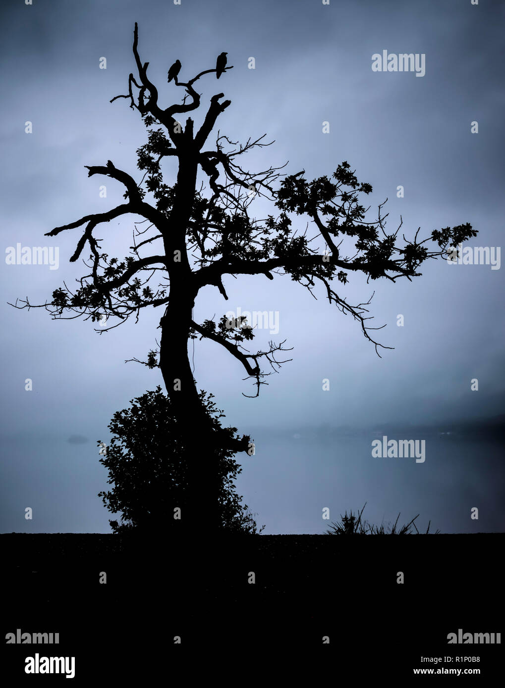 Crows rest on a lone tree by Loch Lomond in Scotland Stock Photo - Alamy