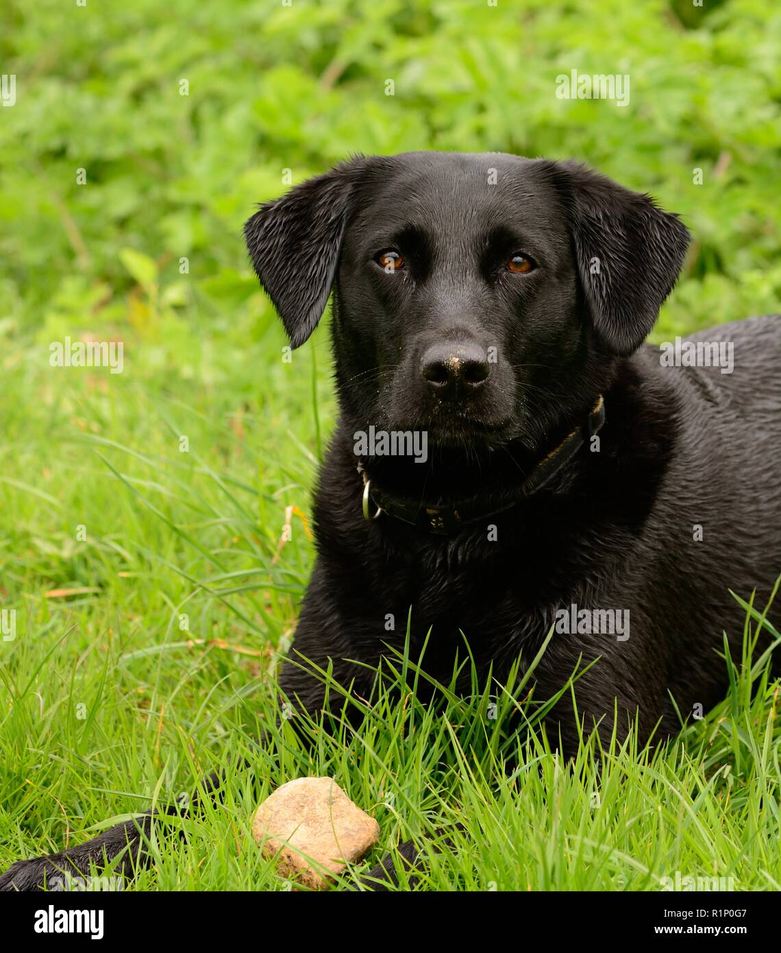 Black Labrador Retriever Lying Down High Resolution Stock Photography ...
