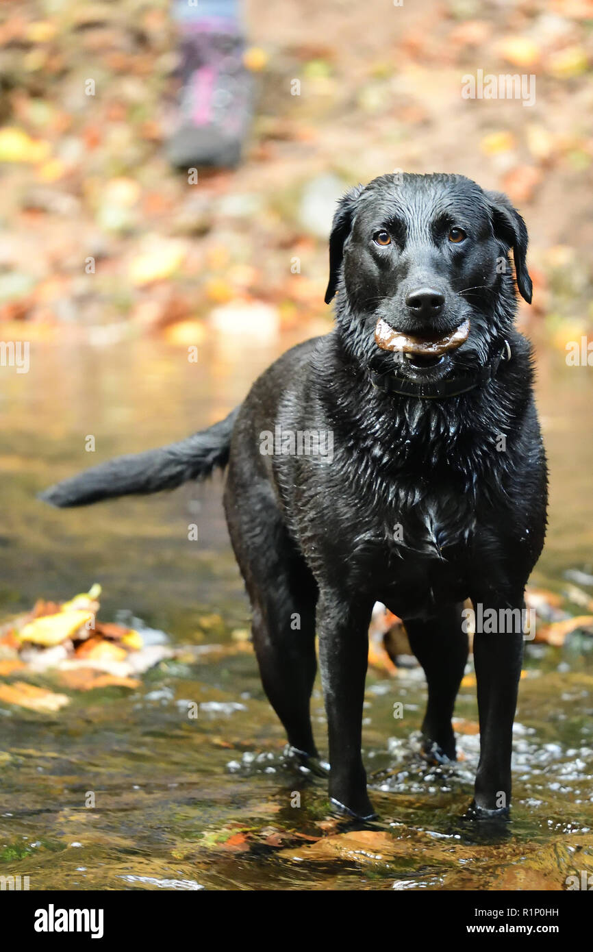 Portrait of a wet black Labrador standing in a river with a stone in it ...