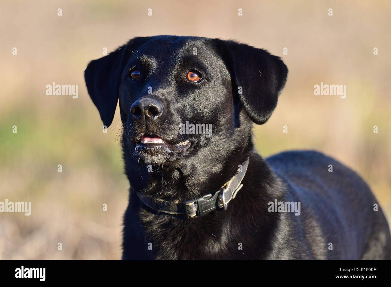 Close up portrait of a cute black Labrador Stock Photo - Alamy