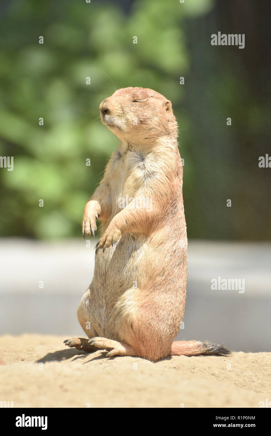 Adorable Little Prairie Dog with Squinting Eyes Stock Photo - Alamy