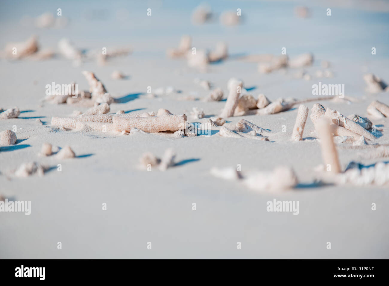 White coral beach background texture, tropical beach abstract ...