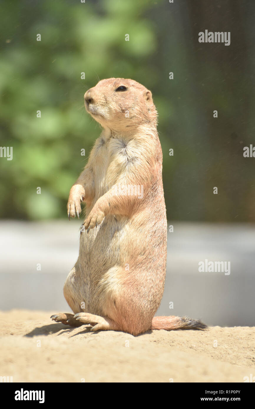Adorable Little Prairie Dog Looking Very Aware Stock Photo - Alamy