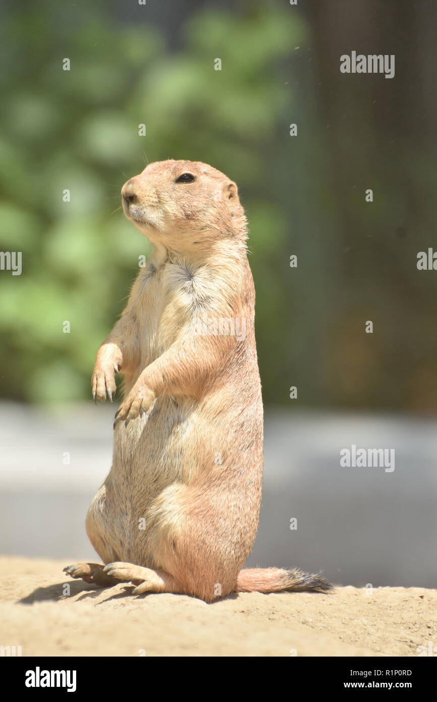 Adorable Little Prairie Dog In the Wild Stock Photo - Alamy
