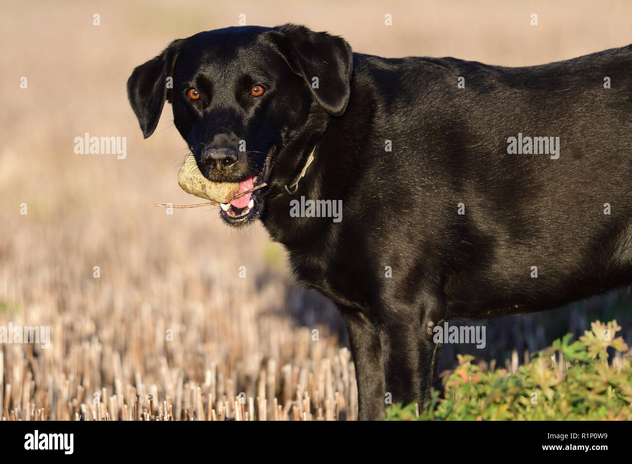 Portrait of a black Labrador standing in a field with a stone in it's ...