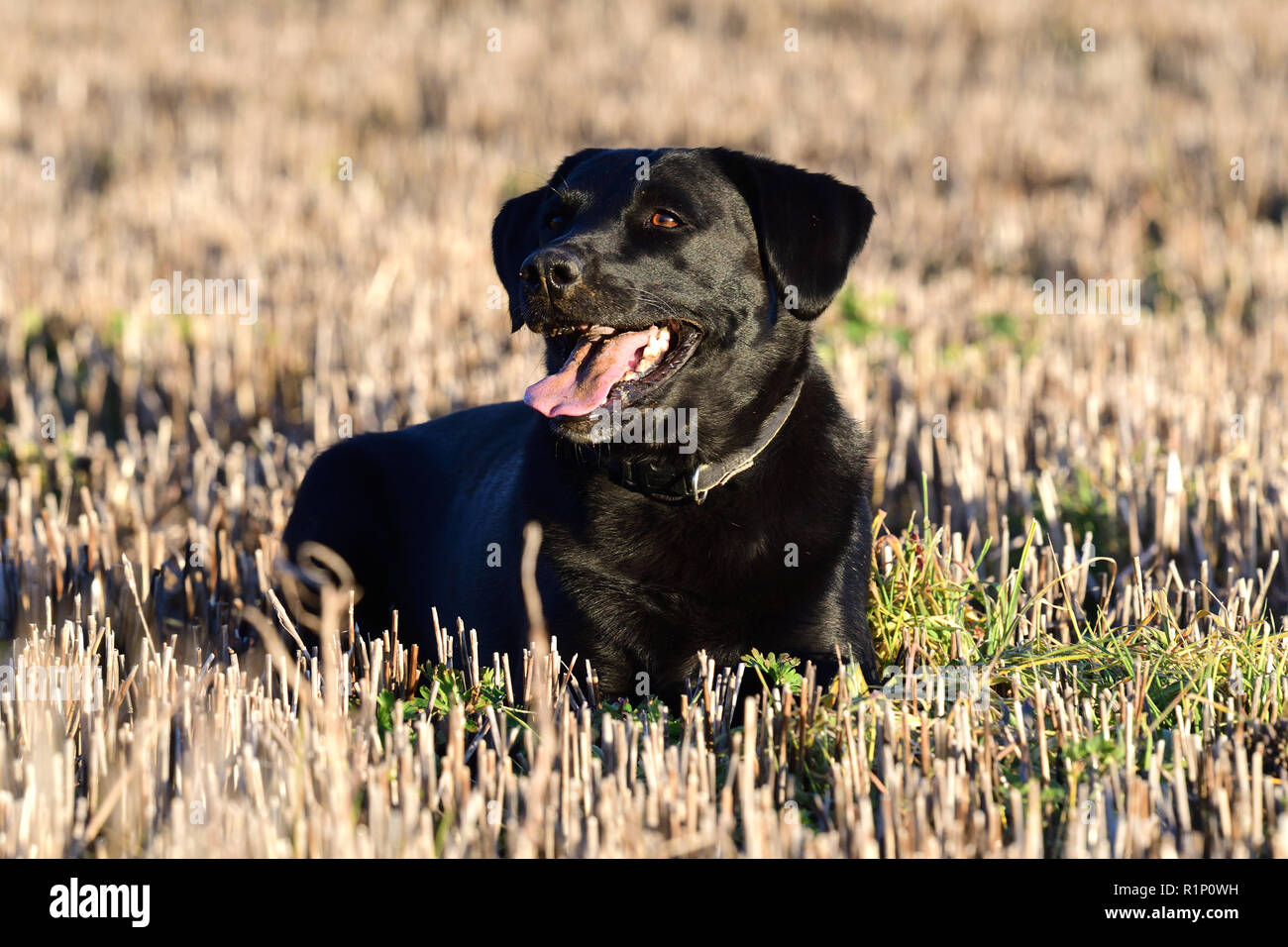 Portrait of a black Labrador lying in a field of corn stubble Stock ...