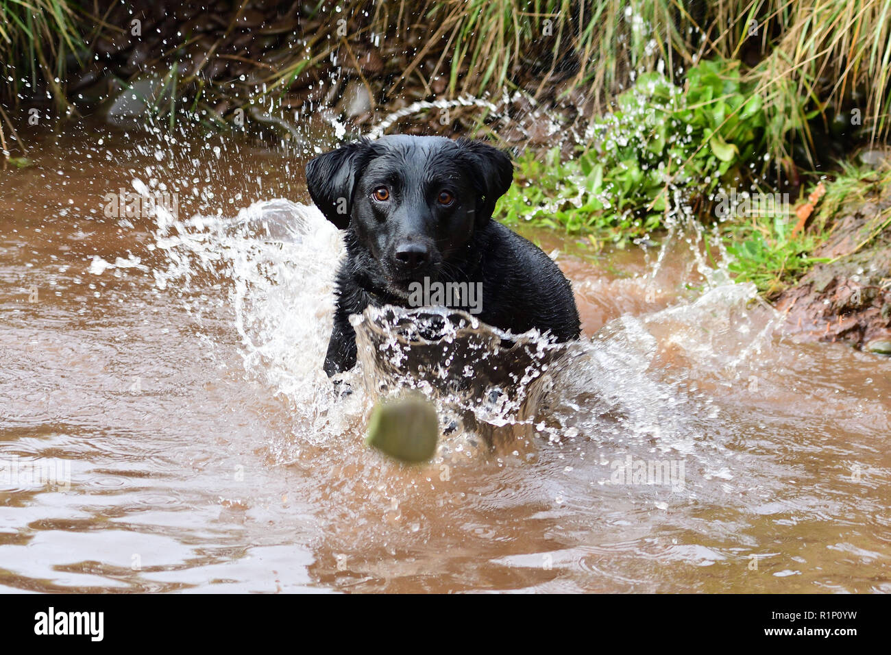 Labrador retriever jumping water hi-res stock photography and images ...