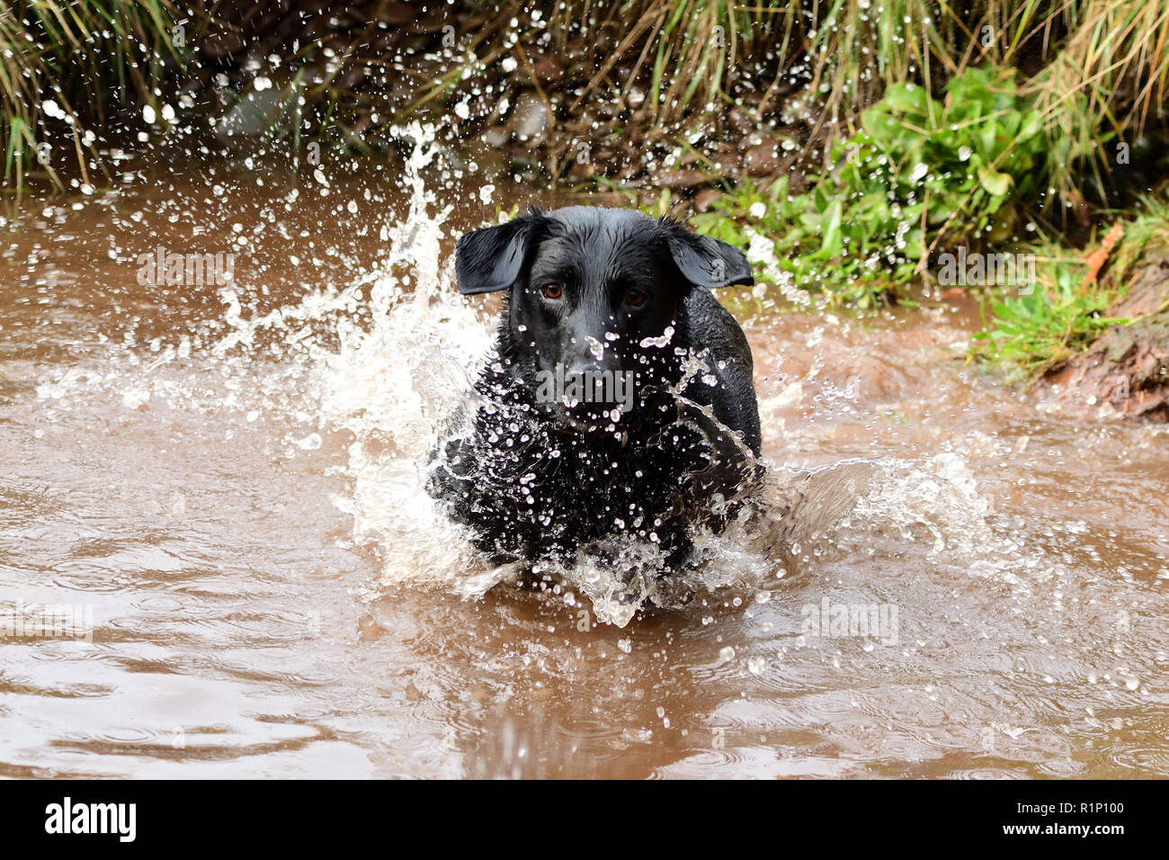 Labrador retriever jumping water hi-res stock photography and images ...