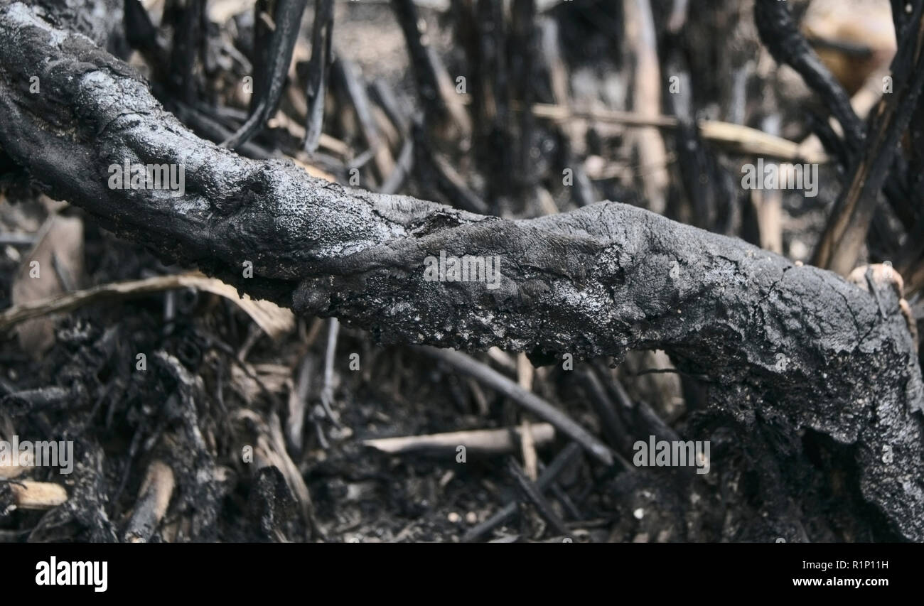 The burned branch of a tree lies in the burned-down grass Stock Photo ...