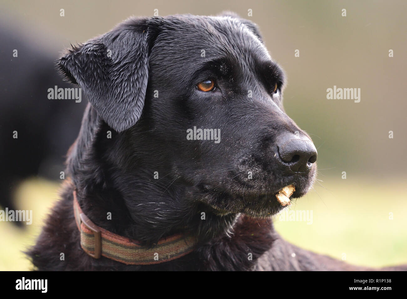 Head shot of a senior black Labrador Stock Photo - Alamy