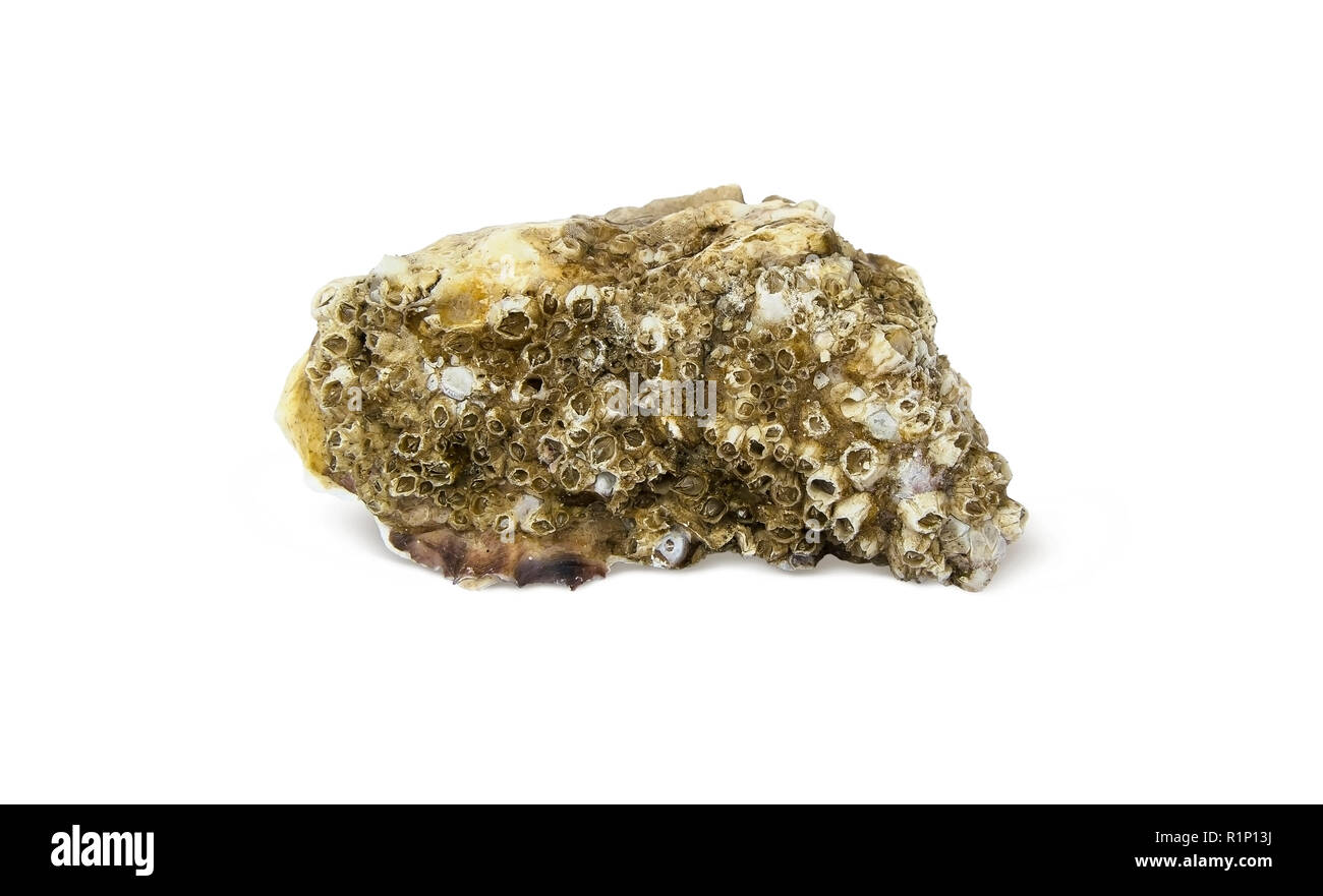 Exotic sea shell on Cut Out Stock Images & Pictures - Alamy