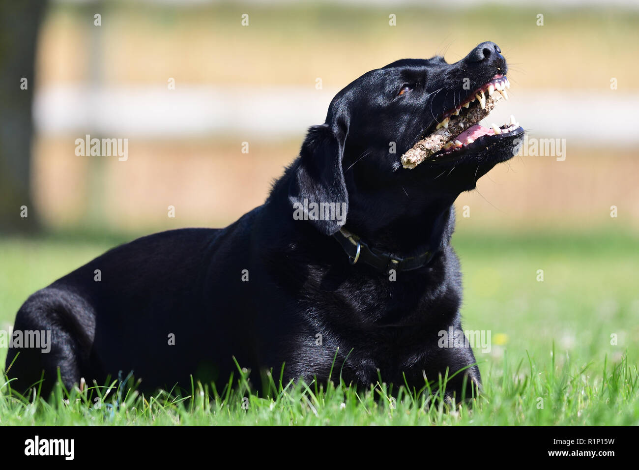 Low angle shot of a young black Labrador lying on the grass while ...