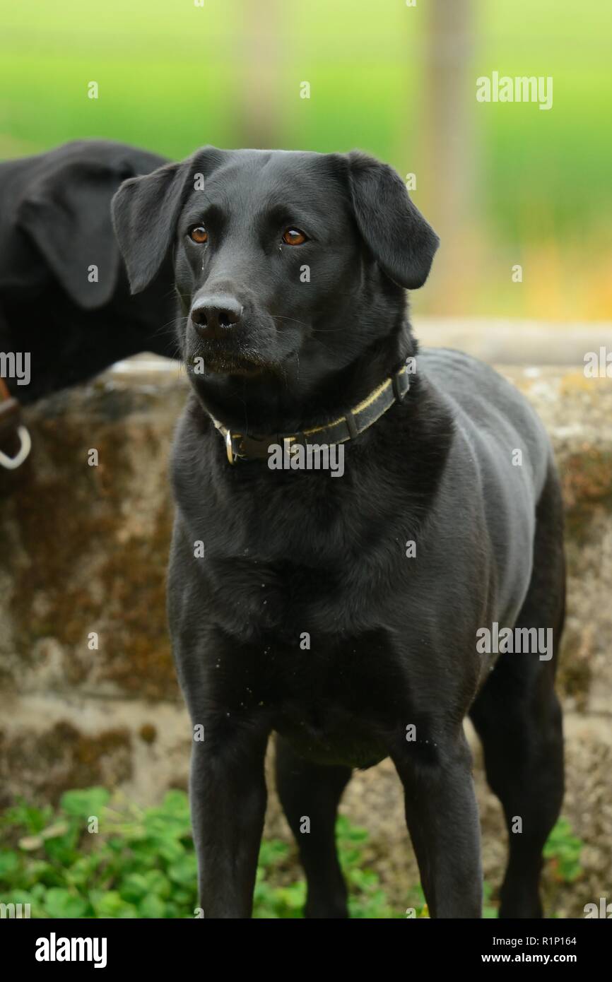 Portrait of a cute black Labrador standing in front of a water trough ...
