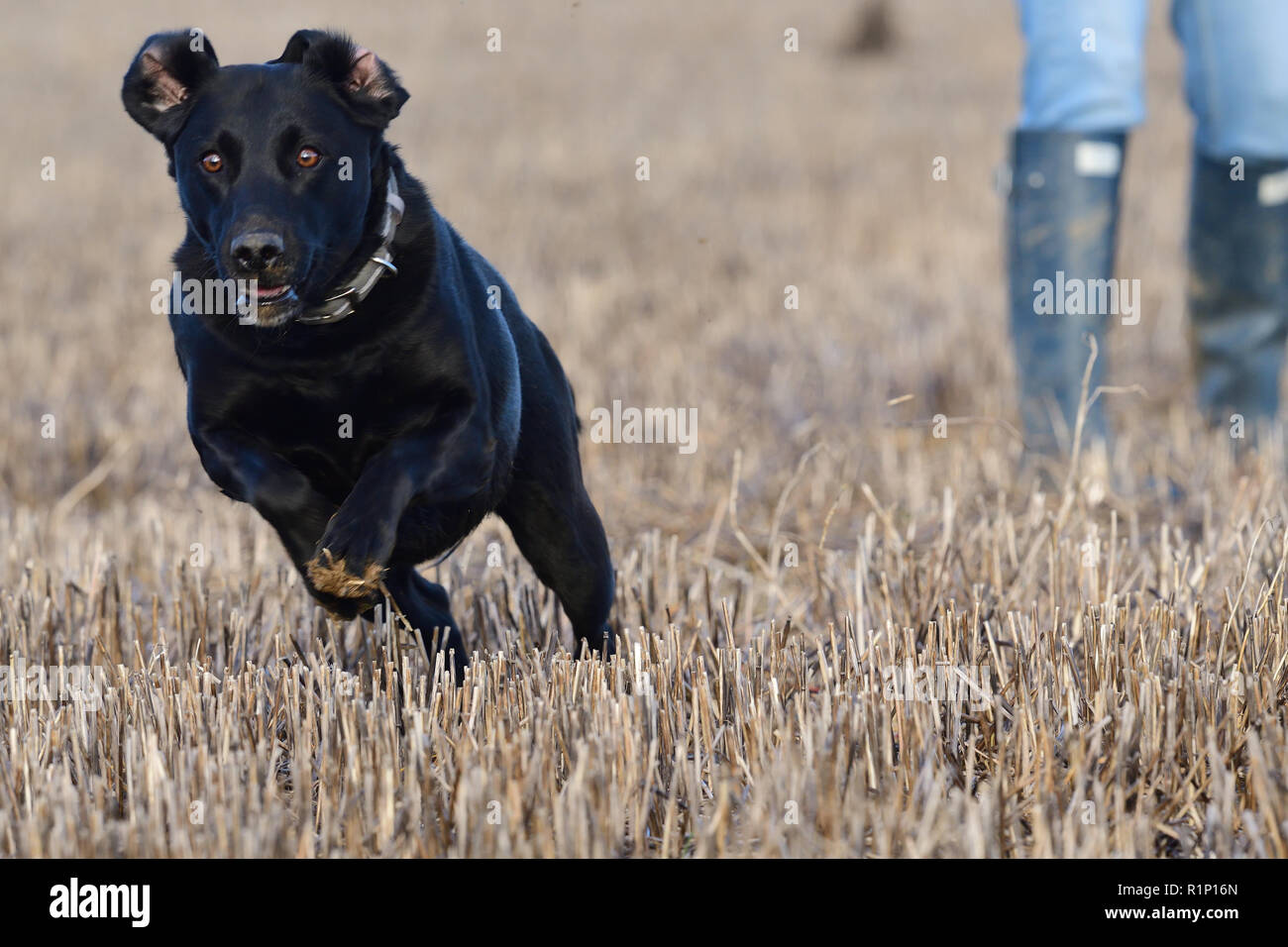 Portrait of a black Labrador running across a field with a perso in the ...