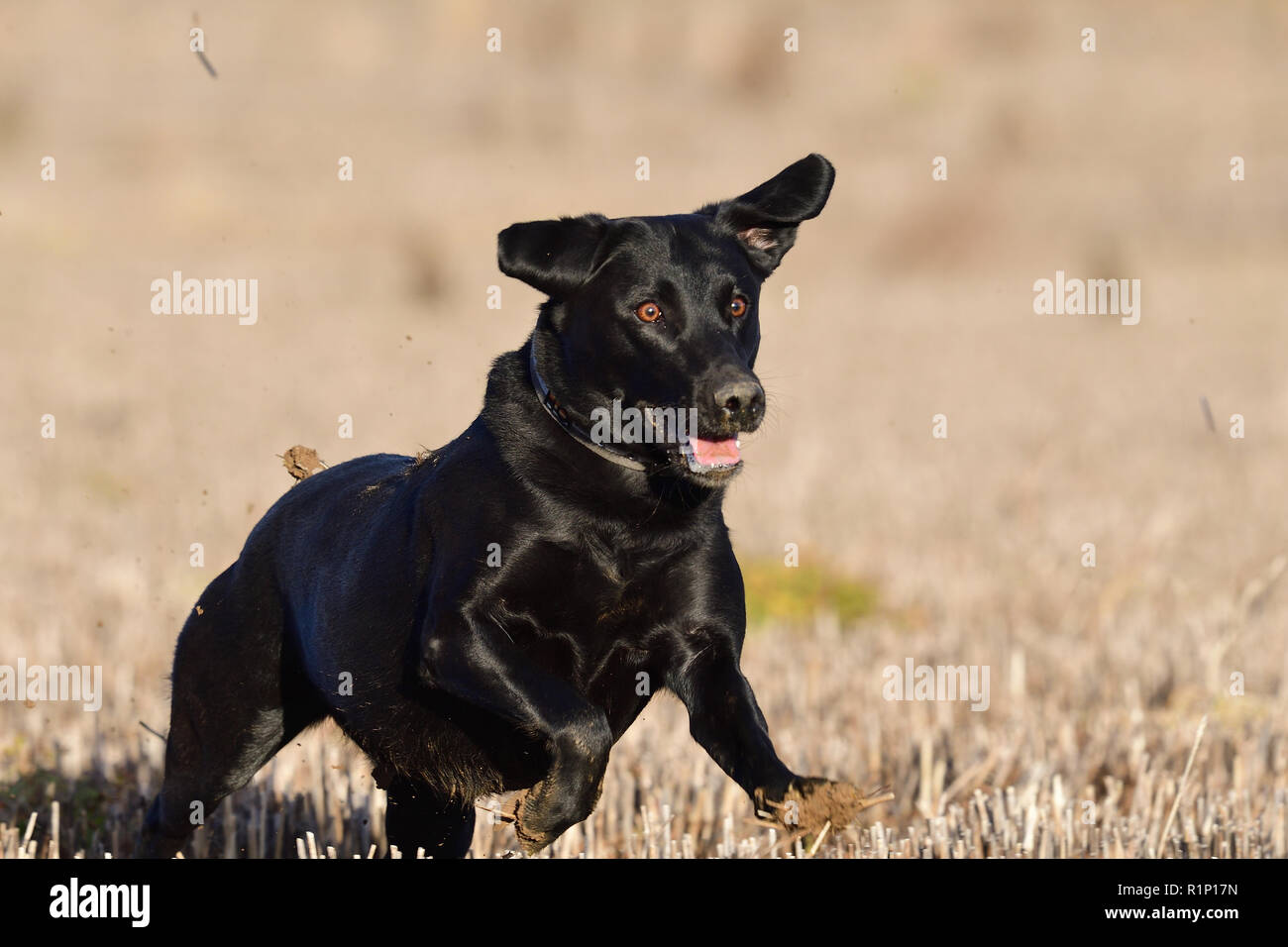 Cute happy dog running across hi-res stock photography and images - Alamy
