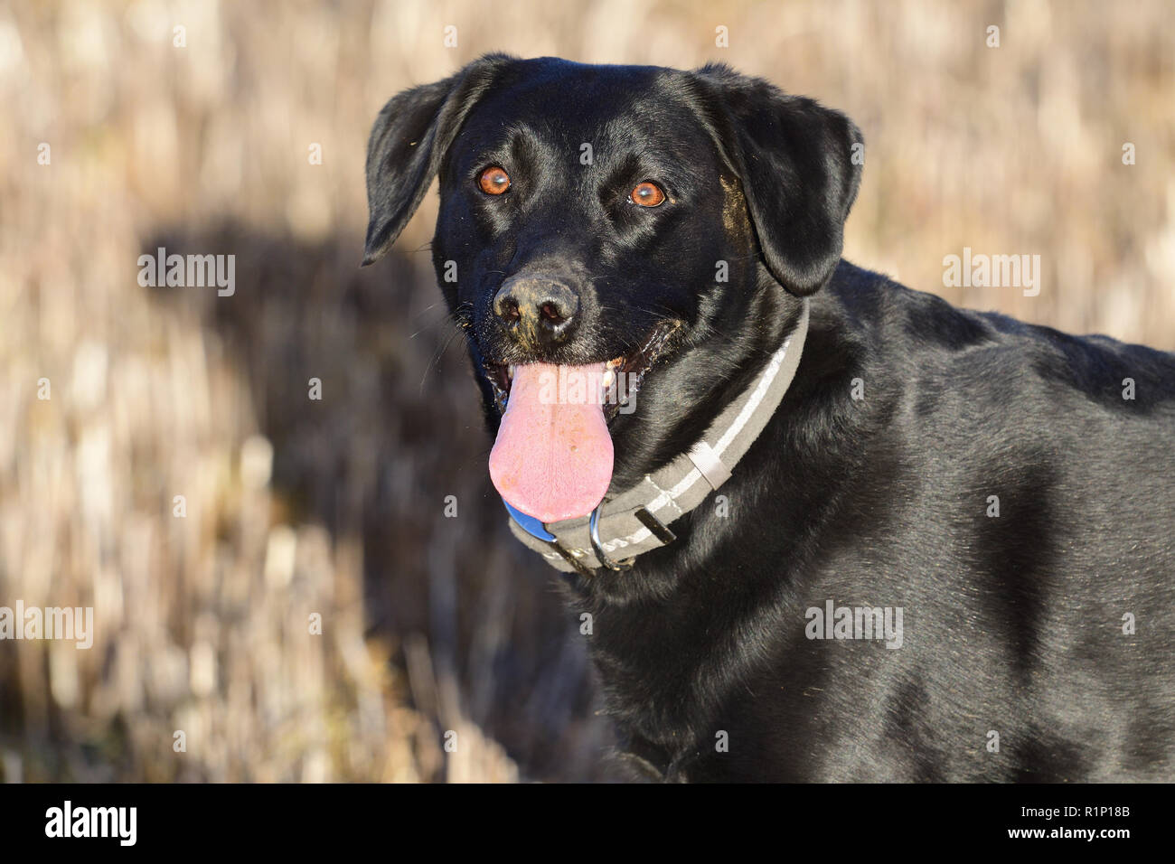 Portrait of a young black Labrador standing in a field and looking at ...