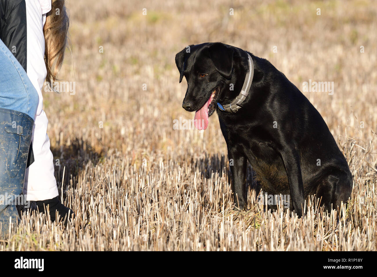Portrait of a young black Labrador sitting in front of a person Stock ...