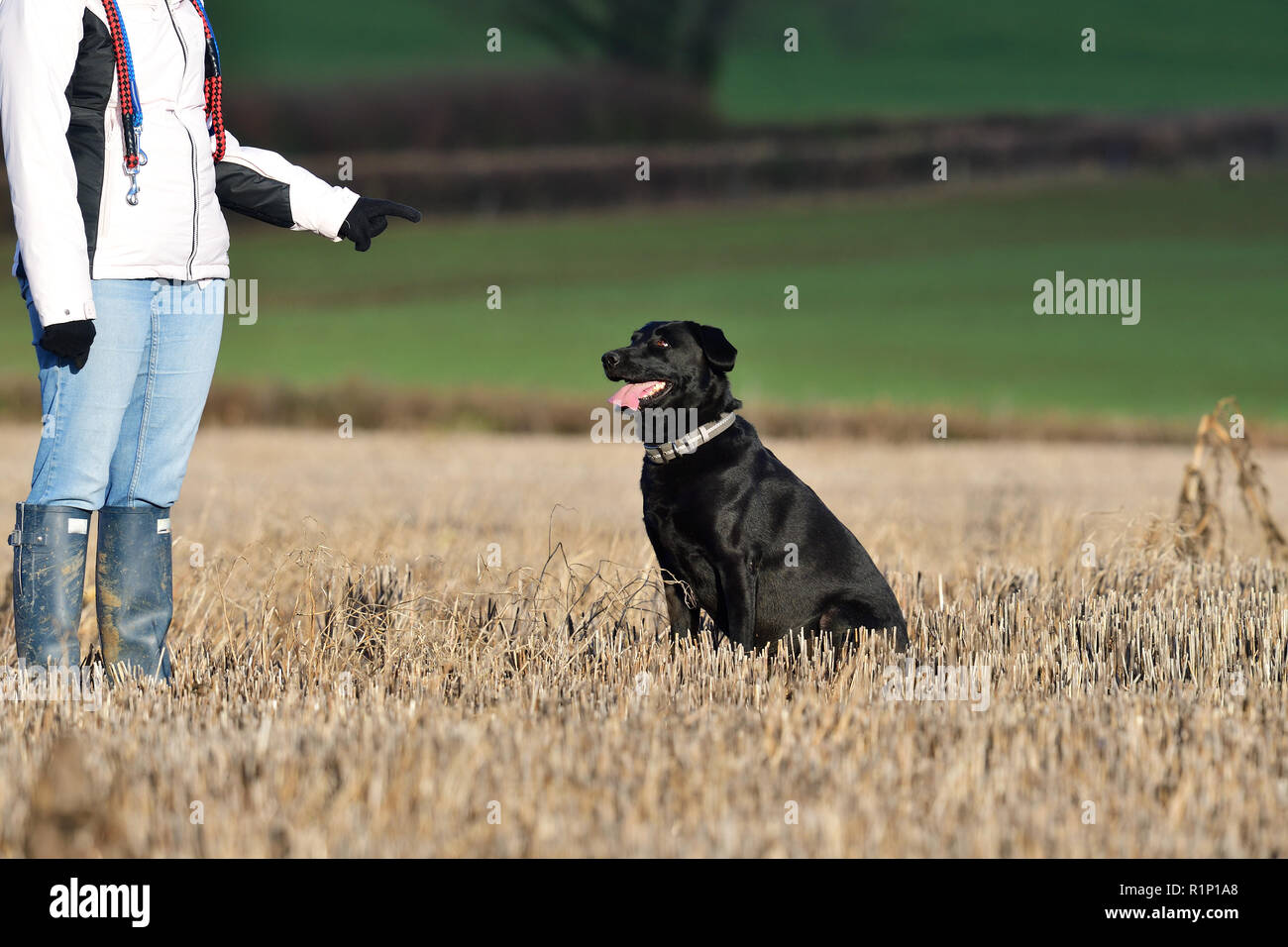 Portrait of an obedient black Labrador retriever sitting in a field in ...