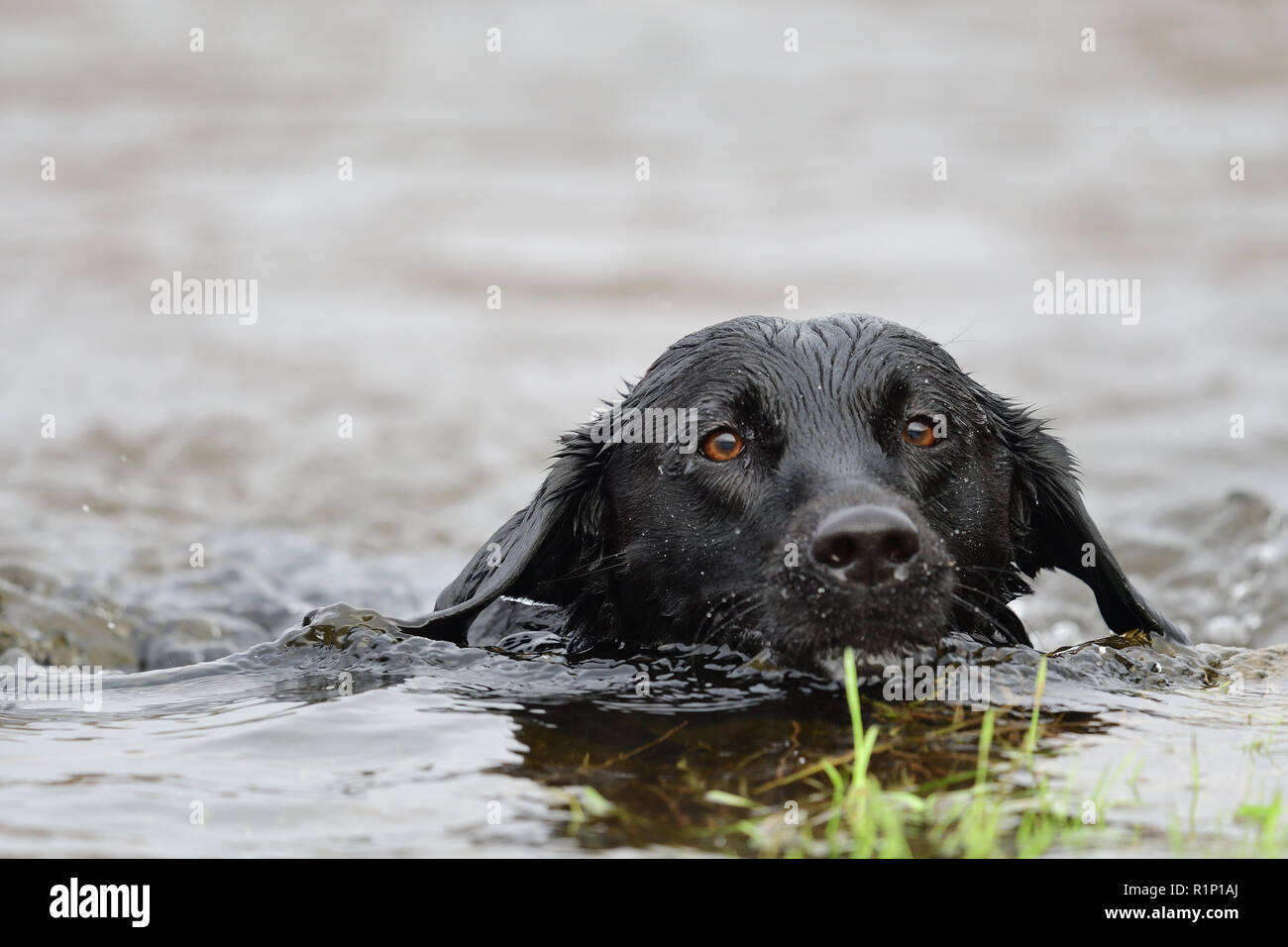 Black labrador rereiver hi-res stock photography and images - Alamy