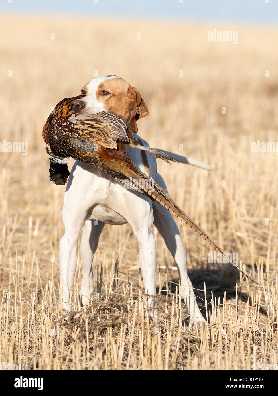 English pointer pheasant hi-res stock photography and images - Alamy