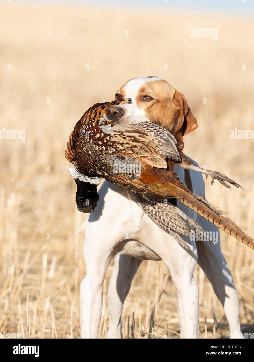 English pointer pheasant hi-res stock photography and images - Alamy